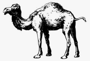 Dromedary Drawing Desert Mustang Pack Animal - Drawing PNG Image ...