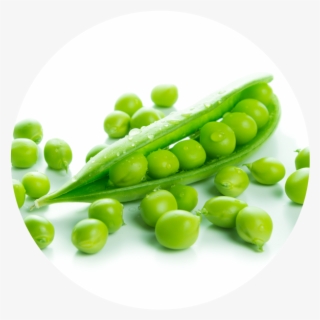 Snap Pea PNG Image | Transparent PNG Free Download on SeekPNG