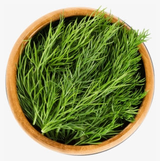 Dill - Grupo Lucas PNG Image | Transparent PNG Free Download on SeekPNG