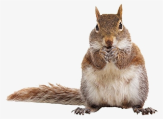 Gray Squirrel Clipart Real - Squirrel With Transparent Background PNG ...