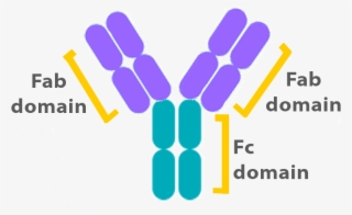Antibody Structure - Fab And Fc PNG Image | Transparent PNG Free ...