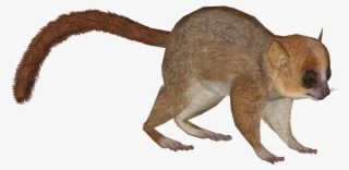 Lemur White Background PNG Image | Transparent PNG Free Download on SeekPNG