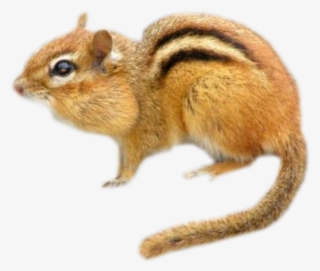 Eastern Chipmunk PNG Image | Transparent PNG Free Download on SeekPNG