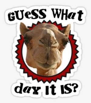 Related - Wednesday Camel PNG Image | Transparent PNG Free Download on ...