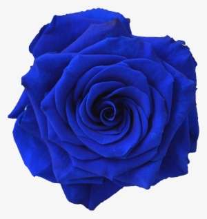 Blue Rose Flower Navy Blue Clip Art - Navy Blue Rose Png PNG Image ...