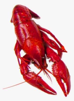 34 - 95/around 2lb - Common Yabby PNG Image | Transparent PNG Free ...