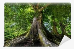 Arbol Tabonuco Puerto Rico PNG Image | Transparent PNG Free Download on ...