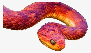 Bush Viper Transparent PNG Image | Transparent PNG Free Download on SeekPNG