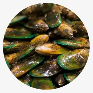 Mussel - Mussel Transparent Background PNG Image | Transparent PNG Free ...