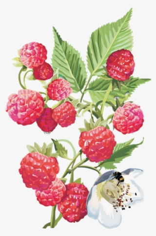 Raspberries Drawing PNG Image | Transparent PNG Free Download on SeekPNG