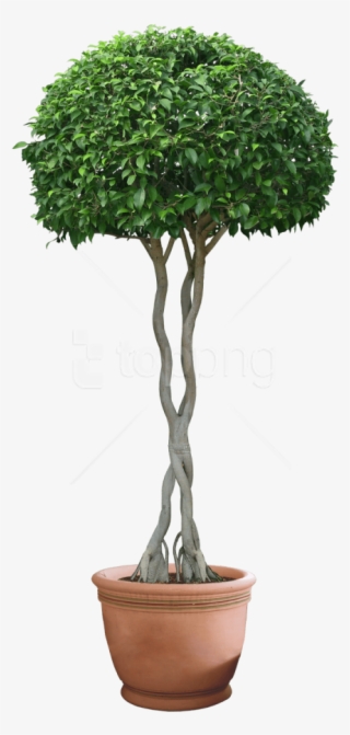 Download - Bush Plant PNG Image | Transparent PNG Free Download on SeekPNG