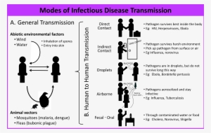 An Introduction To Infectious Disease - Direct And Indirect Infection ...