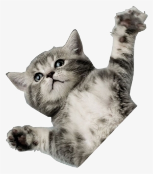 Flying Cat Png - One Ball Jay Flying Cat Stomp Pad PNG Image ...