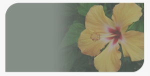 Whether Looking For A Solution For Drooping Dahlias, - Hibiscus Plant ...