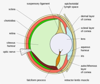 Bony Fish Eye Multilang - Eye PNG Image | Transparent PNG Free Download ...