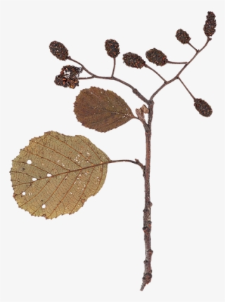 Dry Leaf - Hazel Alder PNG Image | Transparent PNG Free Download on SeekPNG