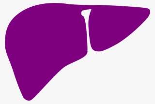 Liver Clipart - Purple Liver PNG Image | Transparent PNG Free Download ...