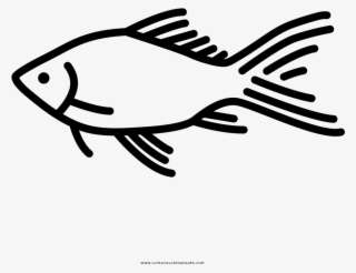 Tropical Fish Coloring Page - Pomacentridae PNG Image | Transparent PNG ...