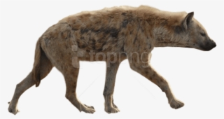 Hyena Png PNG Image | Transparent PNG Free Download on SeekPNG