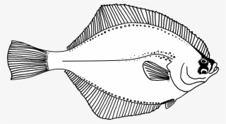 Flounder - Flounder Fish Drawing PNG Image | Transparent PNG Free ...