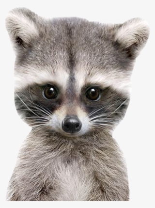 Racoon Sticker - Racoon Good Morning PNG Image | Transparent PNG Free ...