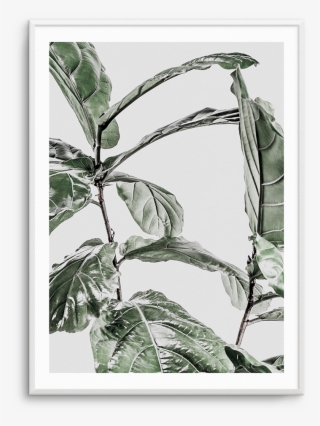Clip Art Freeuse Download Abstract Fiddle Fig I Ficus - Poster PNG ...