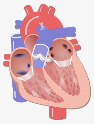 The Heart Chambers And Their Functions - 4 Chambers Of The Heart ...