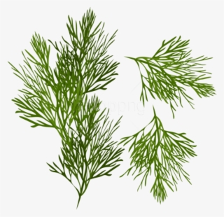 Dill PNG Image | Transparent PNG Free Download on SeekPNG