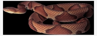 Copperhead Snake Transparent Background PNG Image | Transparent PNG ...