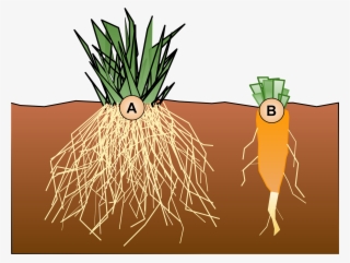 File Systems Svg Wikimedia Commons Open - Tap Root System PNG Image ...