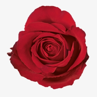 Clipart Freeuse Library Rose Top View - Red Rose Top View PNG Image ...