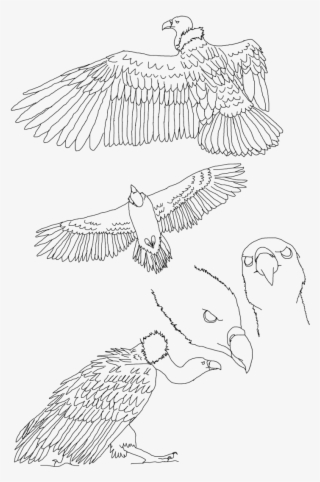 Griffon Vulture Png Cartoon PNG Image | Transparent PNG Free Download ...