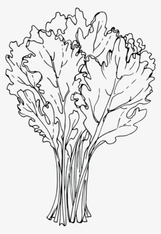 Kale Drawing PNG Image | Transparent PNG Free Download on SeekPNG