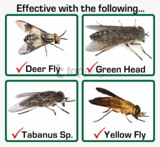 Free Png Download Horse Fly Vs Deer Fly Png Images - Membrane-winged ...