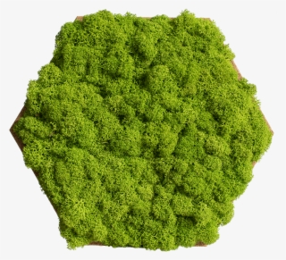 Moss Png PNG Images | PNG Cliparts Free Download on SeekPNG