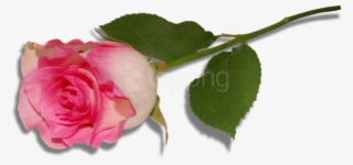 Free Png Large Pink Rose Png Images Transparent - Single Pink Rose Png ...