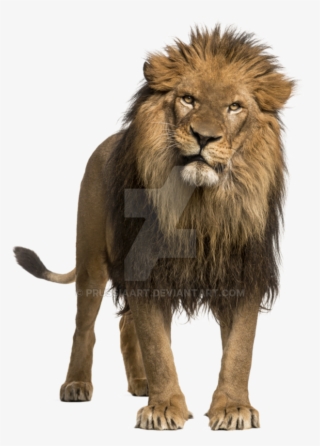 864 X 925 5 - Lion With Transparent Background PNG Image | Transparent ...