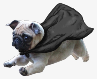 Pug Sticker - Transparent Pug Png PNG Image | Transparent PNG Free ...