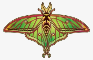 Spanish Luna Moth - Swallowtail Butterfly PNG Image | Transparent PNG ...