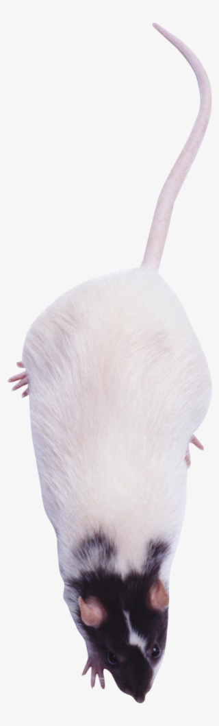 Mouse, Rat Png Image, Download Png Image With Transparent - Rays And ...
