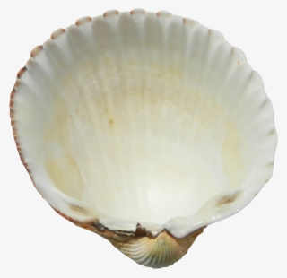 Cockle Clip Art - Shell PNG Image | Transparent PNG Free Download on ...