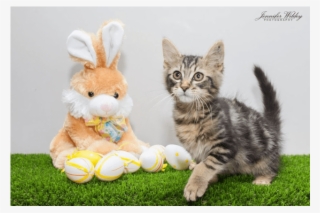 Photo Of Ak2330 Jager - Cat Grabs Treat PNG Image | Transparent PNG ...