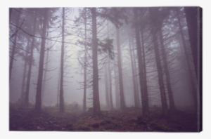 Fog In The Haunted Forest In Summer Canvas Print • - Fog PNG Image ...