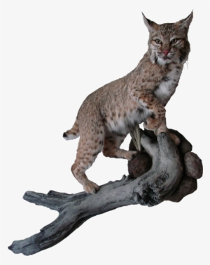 Bobcat Mount - Bobcat Png PNG Image | Transparent PNG Free Download on ...
