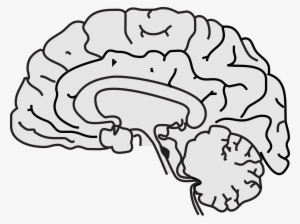 Parts Of The Brain Png - Easy Simple Brain Drawing PNG Image ...