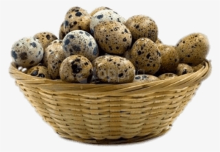 Quail - Quail Eggs PNG Image | Transparent PNG Free Download on SeekPNG