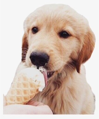 Download Cute Puffle Dog | Transparent PNG Download | SeekPNG