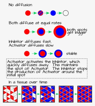 Turing-type Patterning With An Activator And An Inhibitor - Circle PNG ...