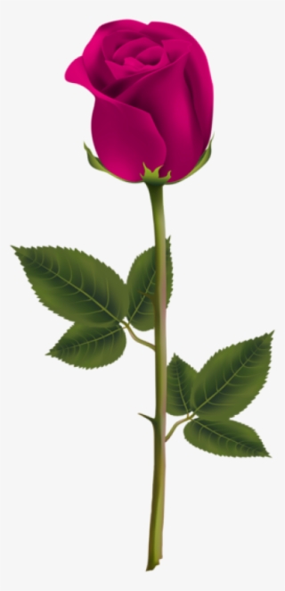 Dark Red Rose - Dark Red Rose Png PNG Image | Transparent PNG Free ...