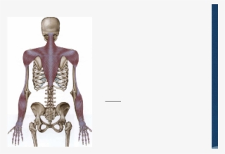 The Arm Lines - Anatomy Trains Arm Lines PNG Image | Transparent PNG ...